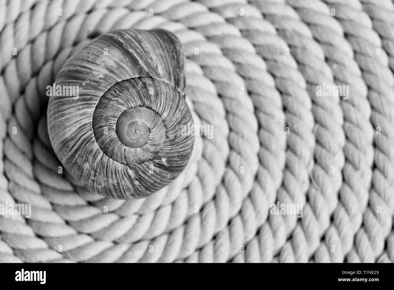 Empty snail shell hi-res stock photography and images - Alamy