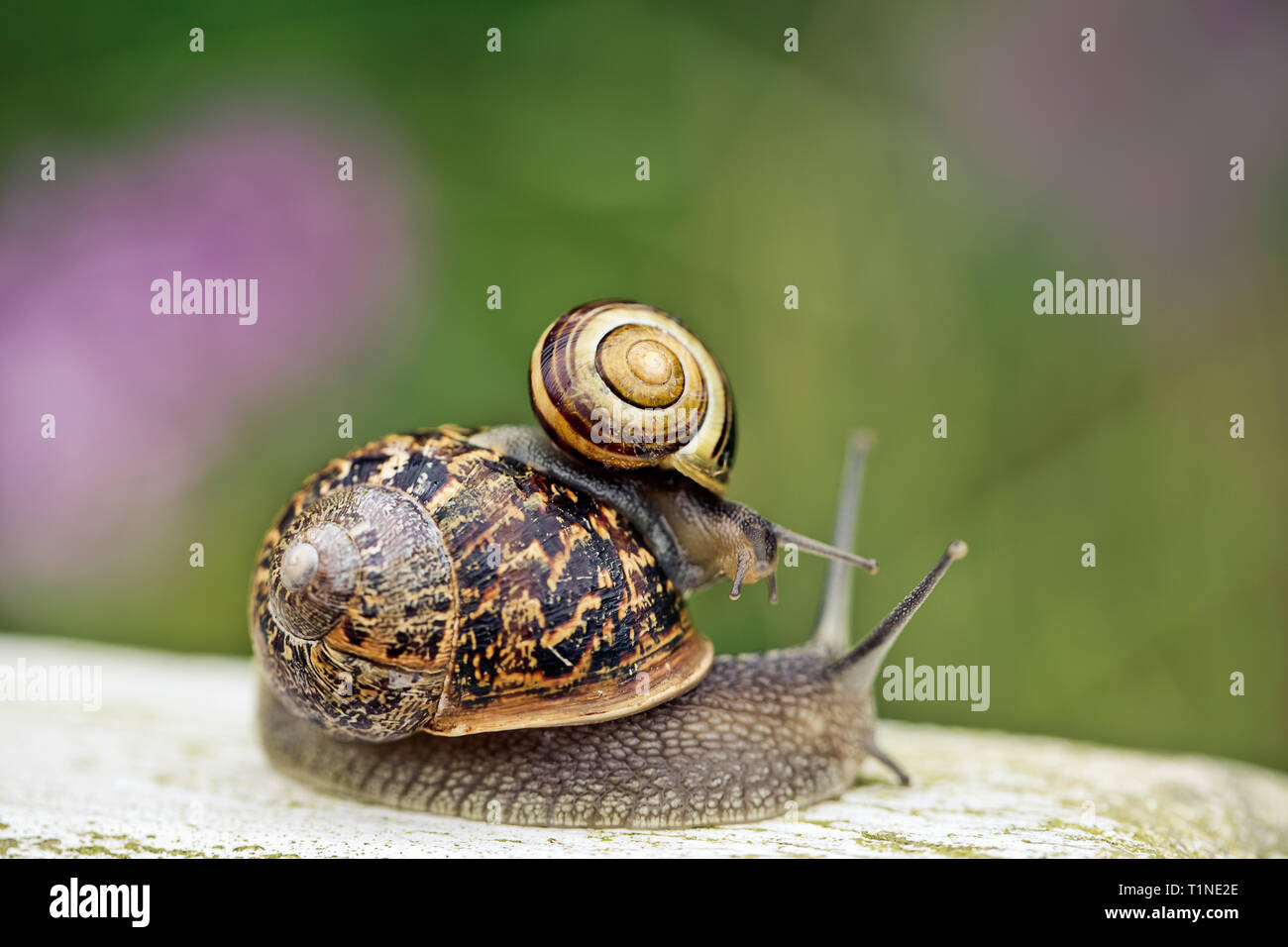 Small snake riding piggyback on larger snail Stock Photo - Alamy