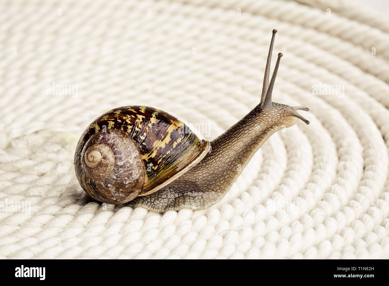 Snail crawling on table, looking around curiously Stock Photo - Alamy