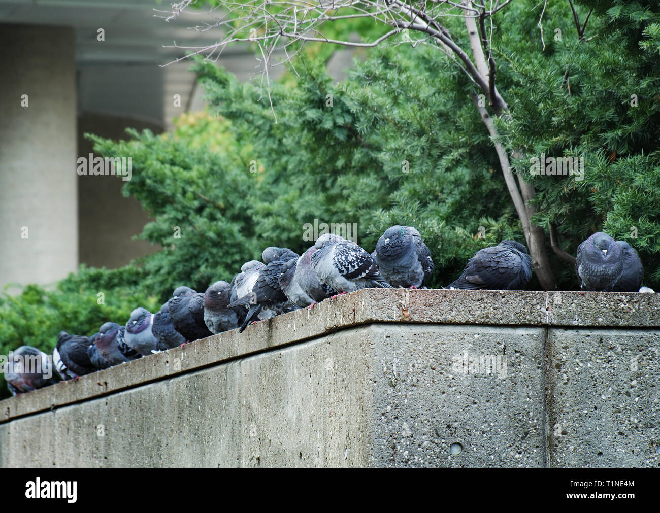 Congregation. Pigeons gathered together sitting on a concrete parapet ...