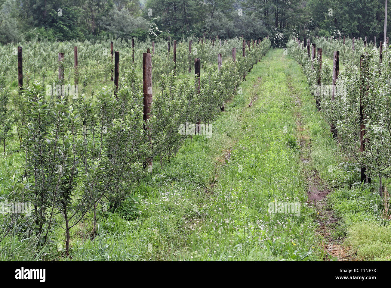 Fruits Farming Field Growing Trees Outdoor in Rows Stock Photo - Alamy