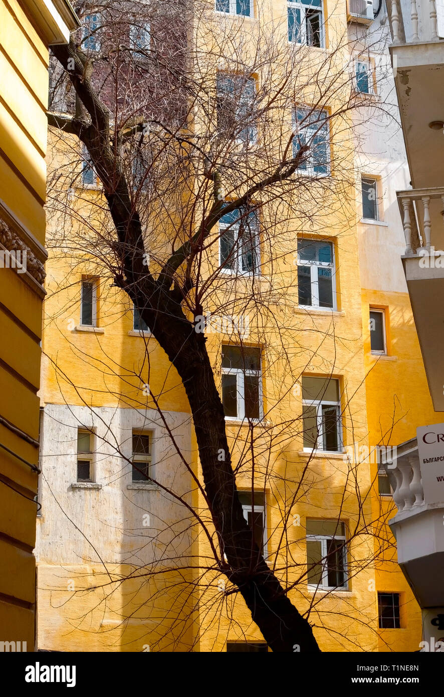 tree in urban environment Sofia Bulgaria Stock Photo - Alamy