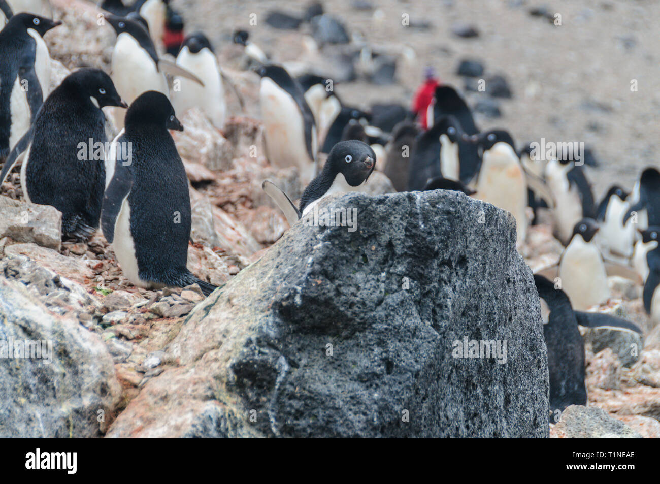 Penguins adelie colony iceberg background hi-res stock photography and ...