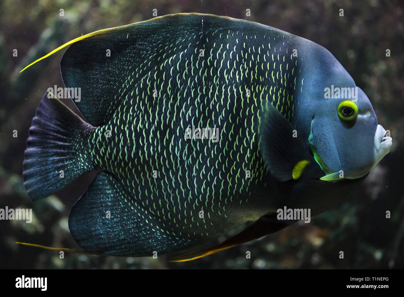 Pomacanthus paru french angel fish hi-res stock photography and images ...