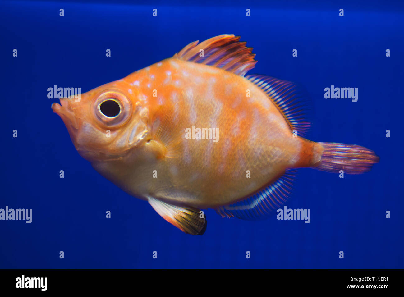 Boarfish hi-res stock photography and images - Alamy