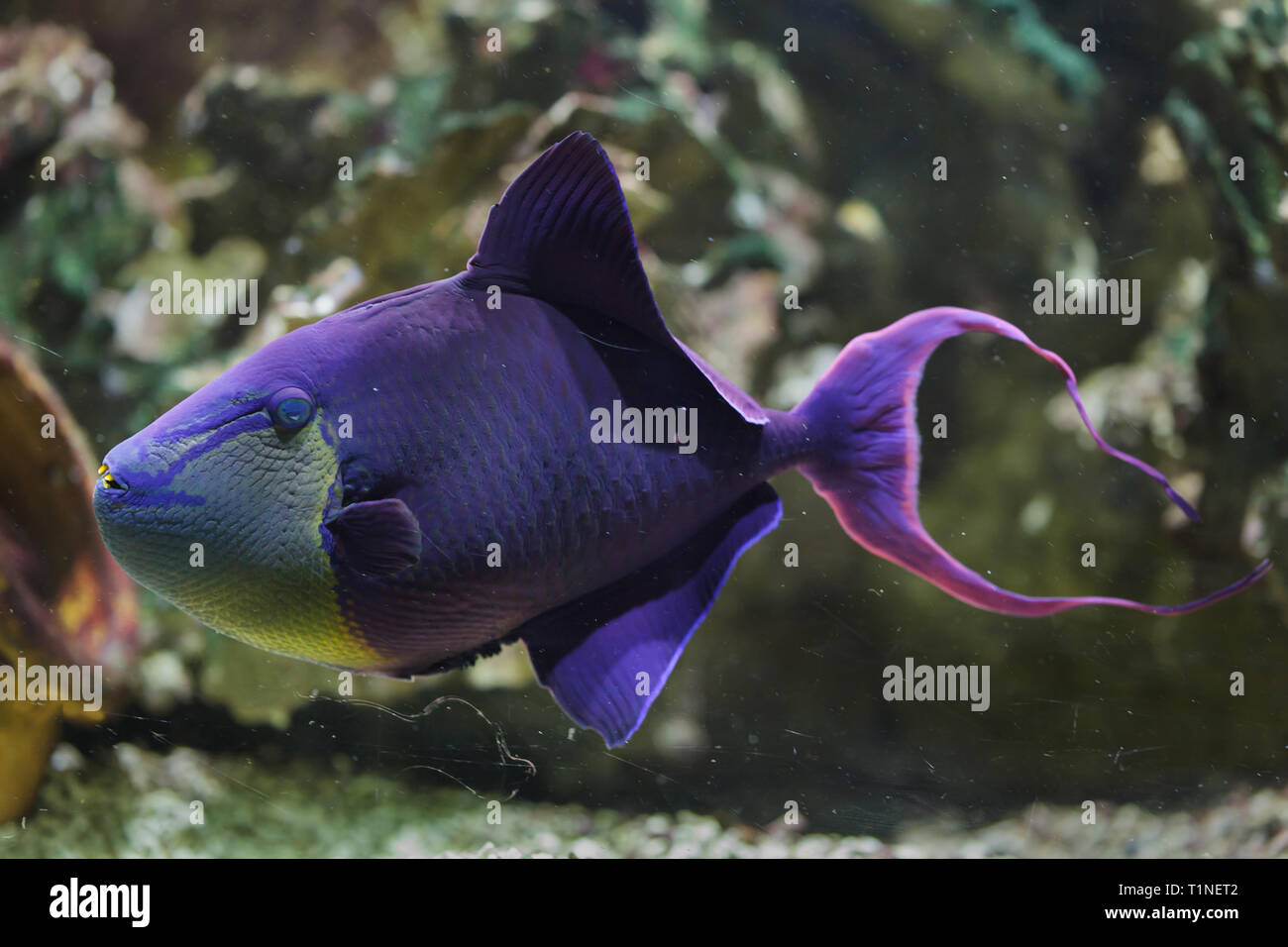 Red-toothed triggerfish (Odonus niger). Marine fish Stock Photo - Alamy