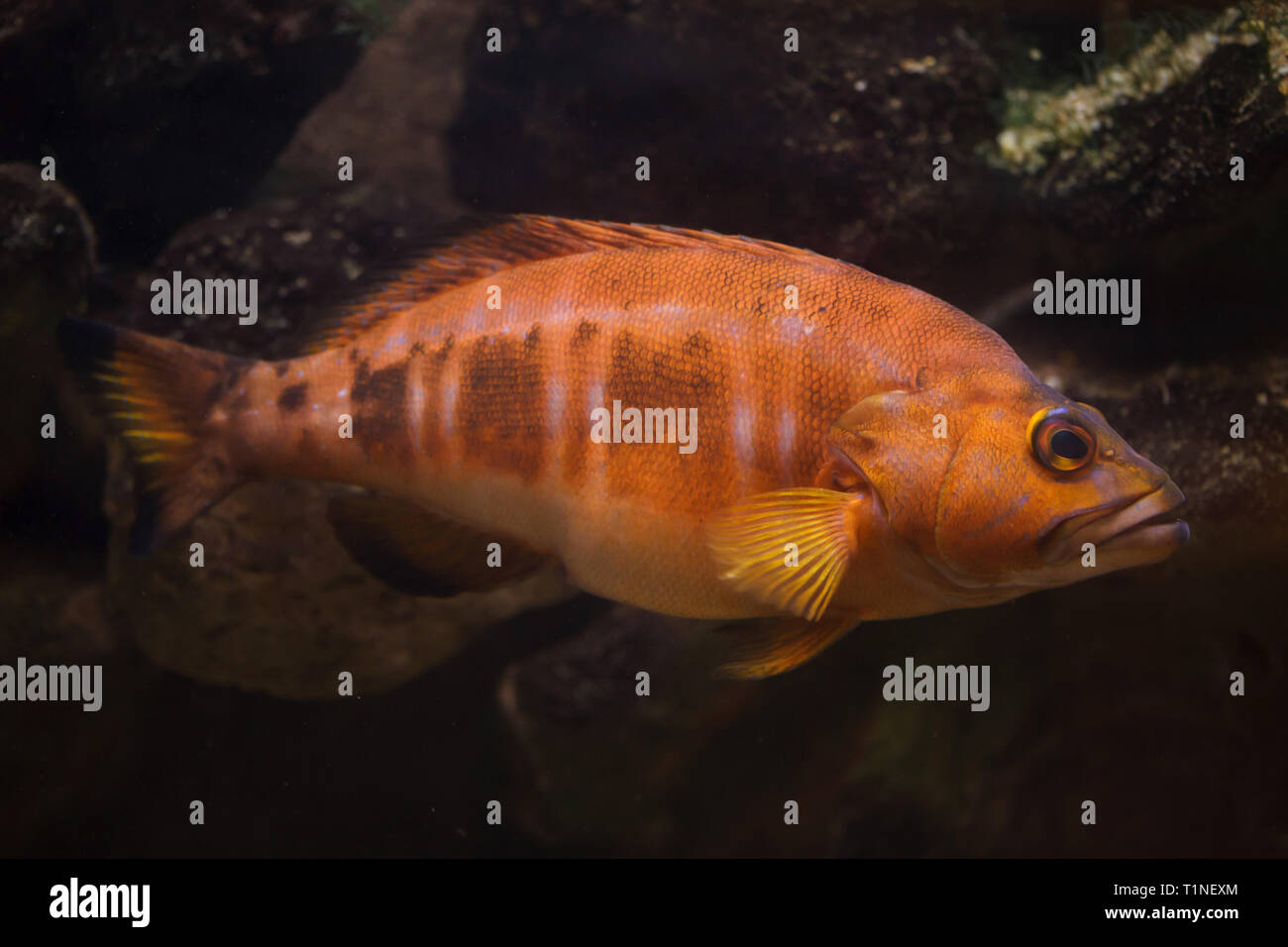 Black-tail comber (Serranus atricauda). Marine fish Stock Photo - Alamy