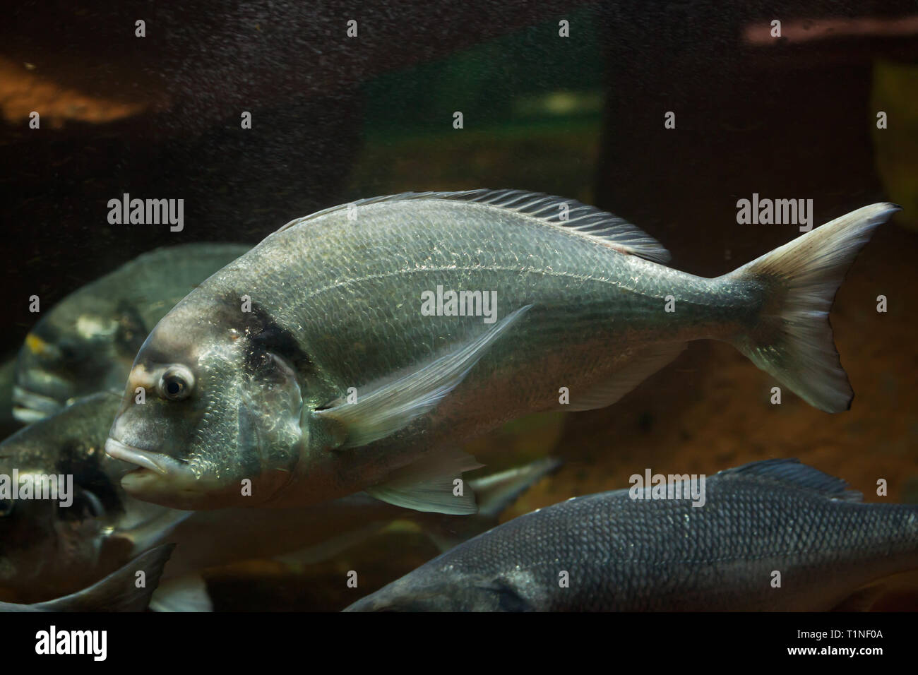 Common two-banded seabream (Diplodus vulgaris). Marine fish Stock Photo ...