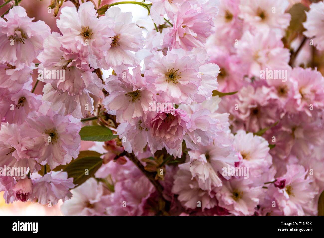 Natural sunny flower plants landscape and a background Stock Photo - Alamy