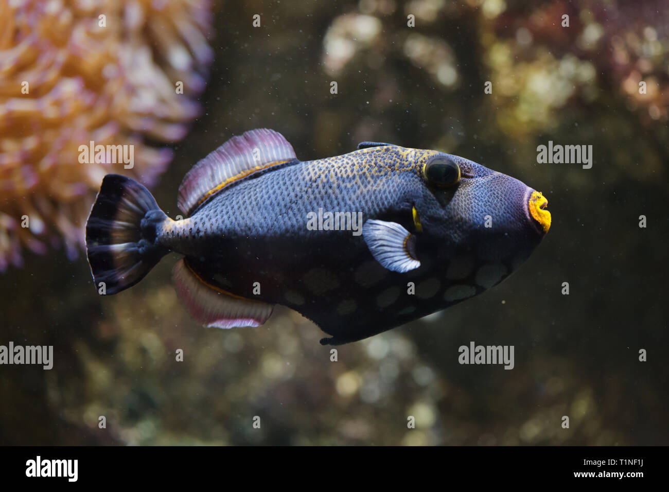 Big spotted trigger fish hi-res stock photography and images - Alamy