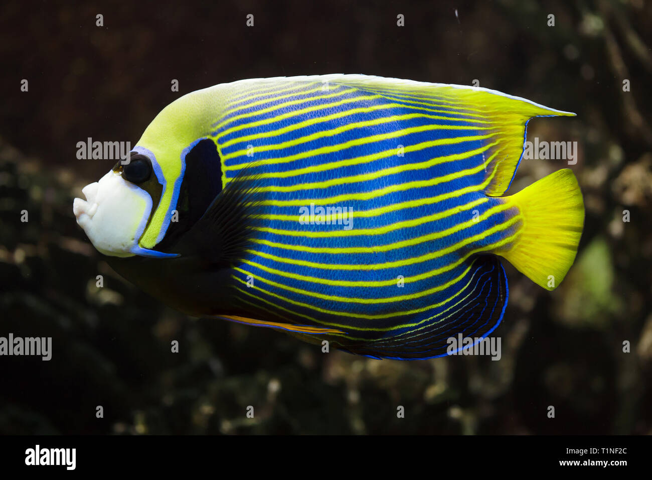 Red emperor fish hi-res stock photography and images - Alamy
