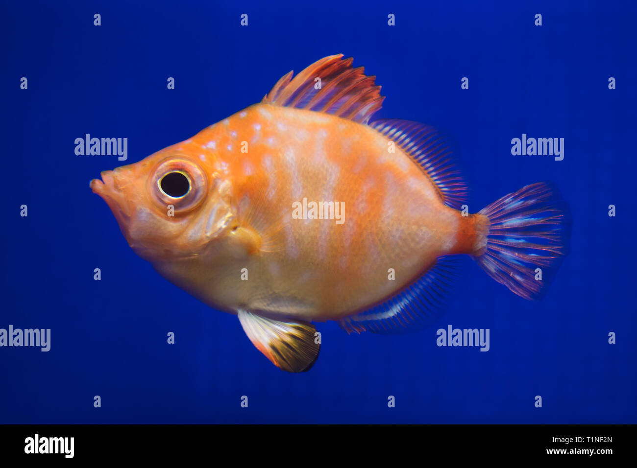 Boar fish capros aper caproidae hi-res stock photography and images - Alamy