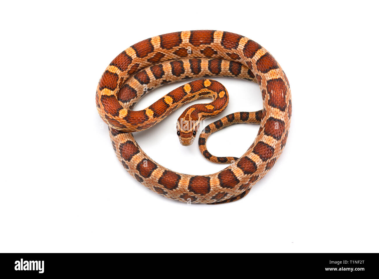 Corn snake isolated on white background Stock Photo - Alamy