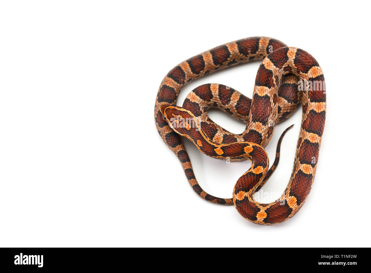 Corn snake isolated on white background Stock Photo - Alamy