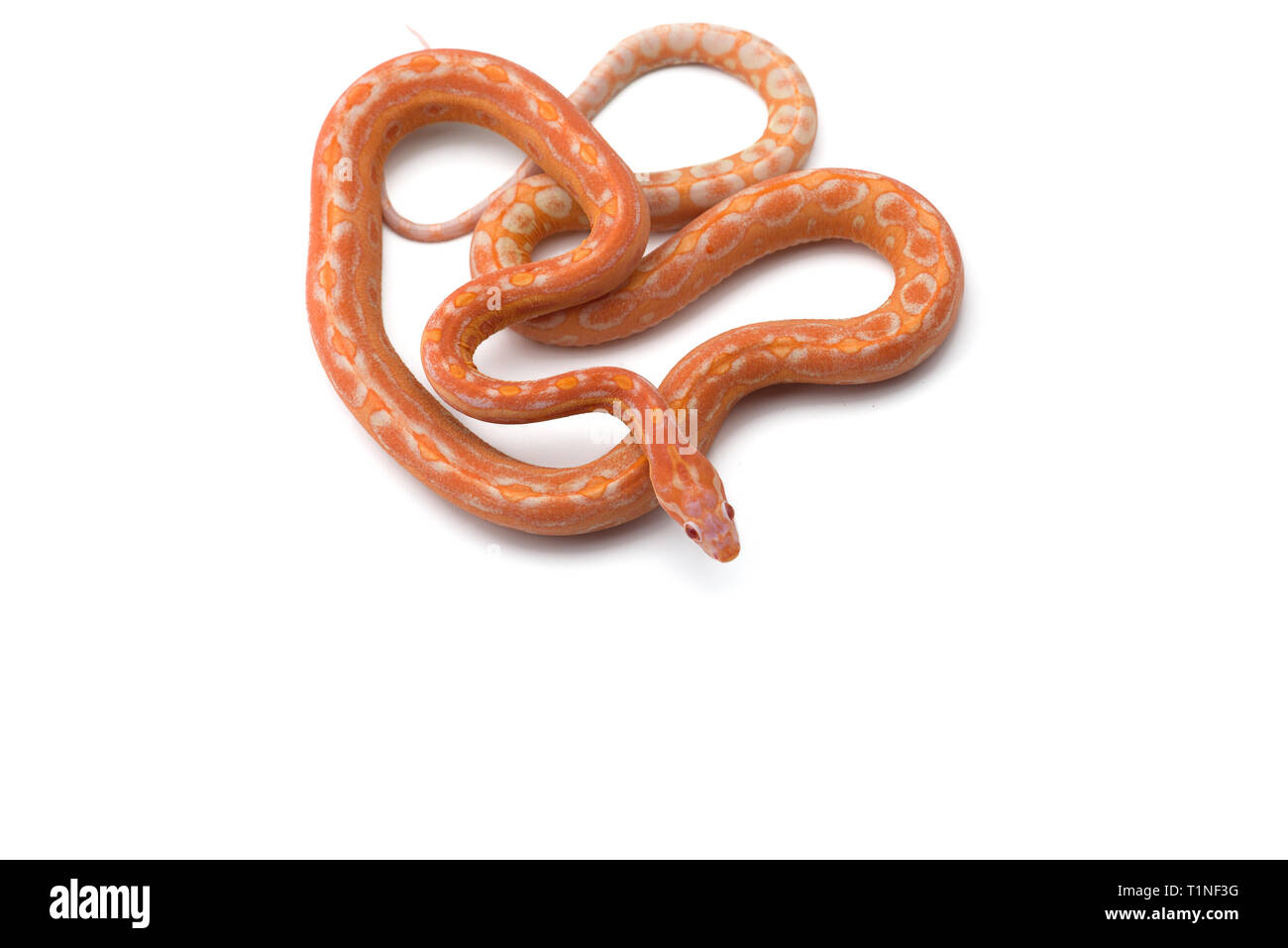 Corn snake isolated on white background Stock Photo - Alamy