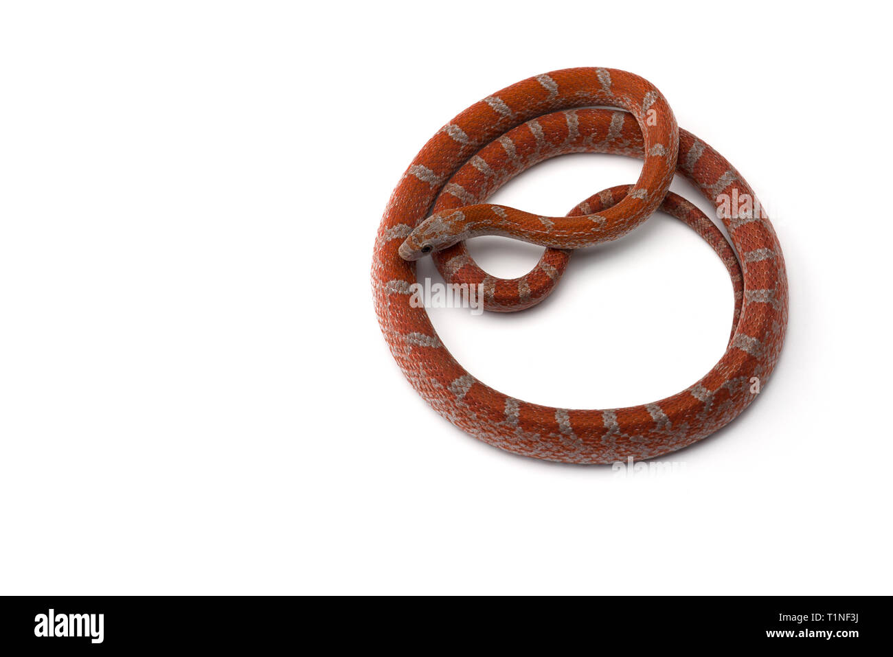 Corn snake isolated on white background Stock Photo - Alamy