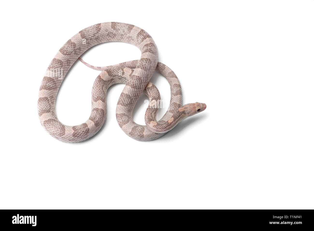 Corn snake isolated on white background Stock Photo - Alamy