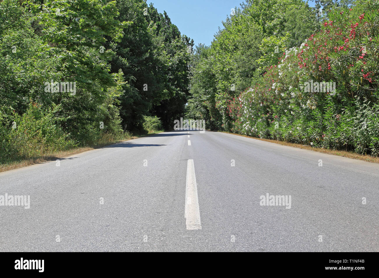 Two Lane Straight Rural Road Through Woods in Greece Stock Photo - Alamy
