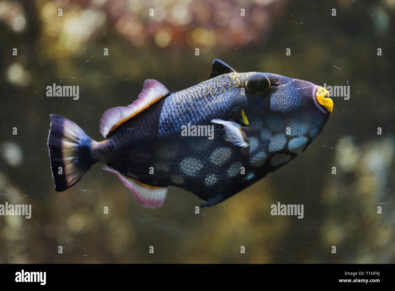 Big spotted triggerfish hi-res stock photography and images - Alamy