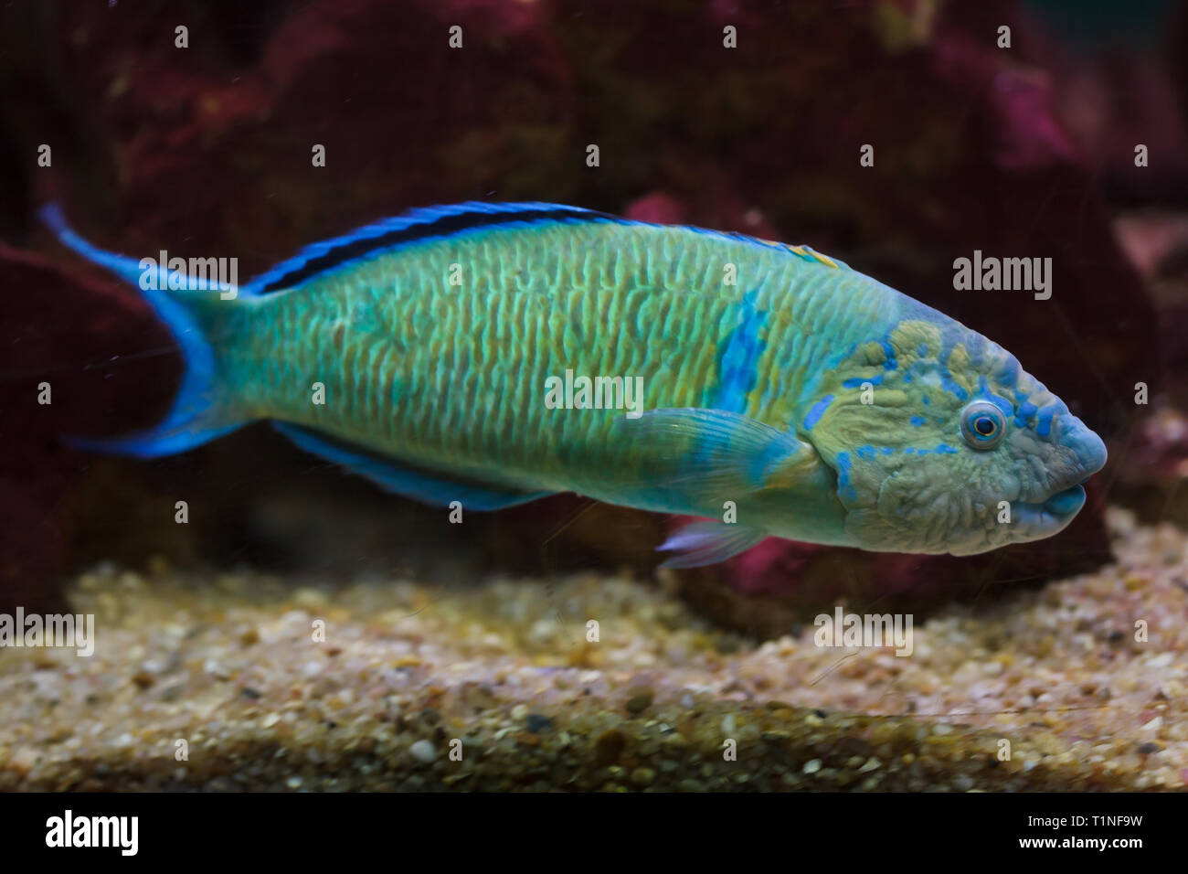 Ornate wrasse (Thalassoma pavo). Marine fish Stock Photo - Alamy