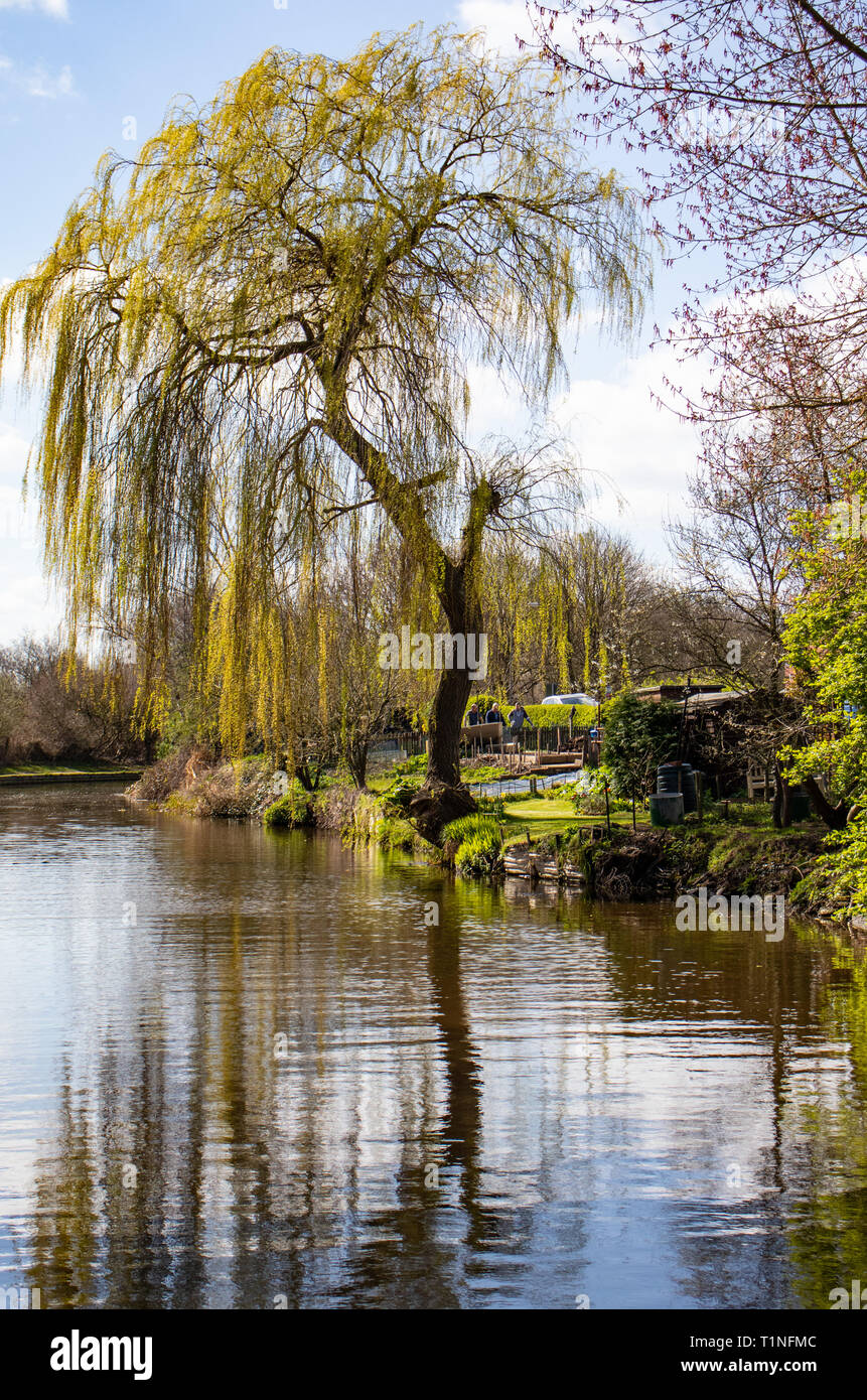 Weeping Willow Tree And Water High Resolution Stock Photography and ...