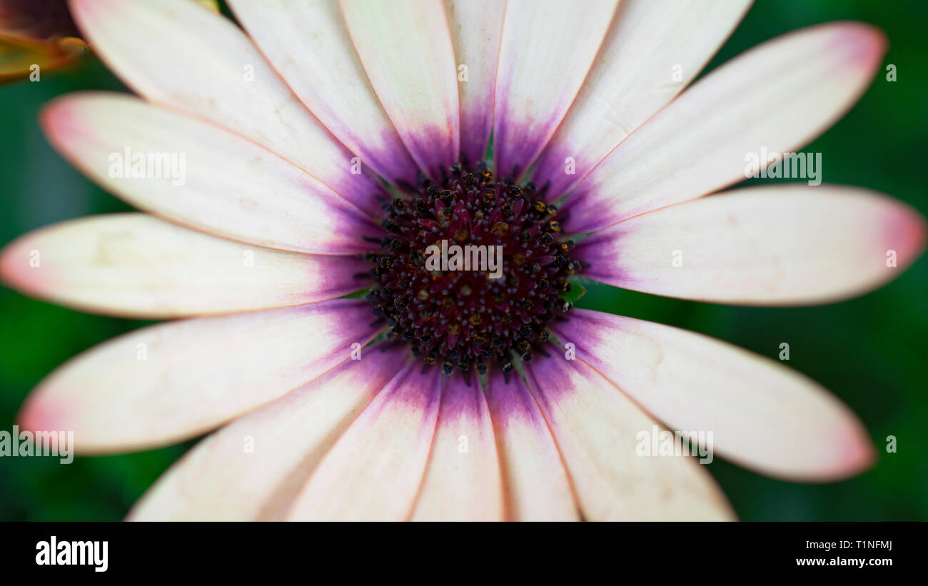 A clump of hardy African daisy, Osteospermum plants Stock Photo - Alamy