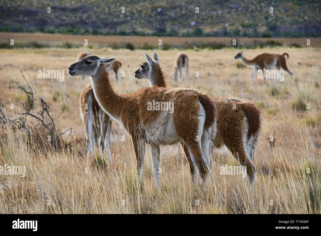 Wild guanacos in Patagonia National Park, Aysen, Patagonia, Chile Stock ...