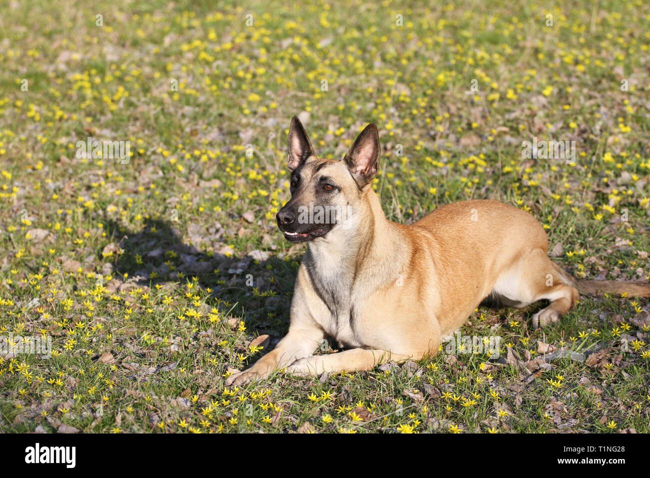 Spring portrait dog, Belgian Shepherd Malinois dog in the nature in ...