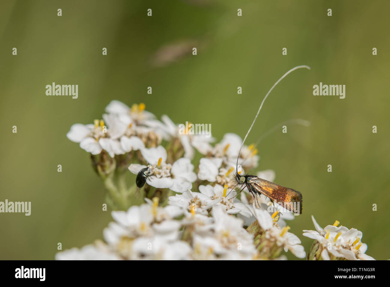 Long horned moth Stock Photo - Alamy