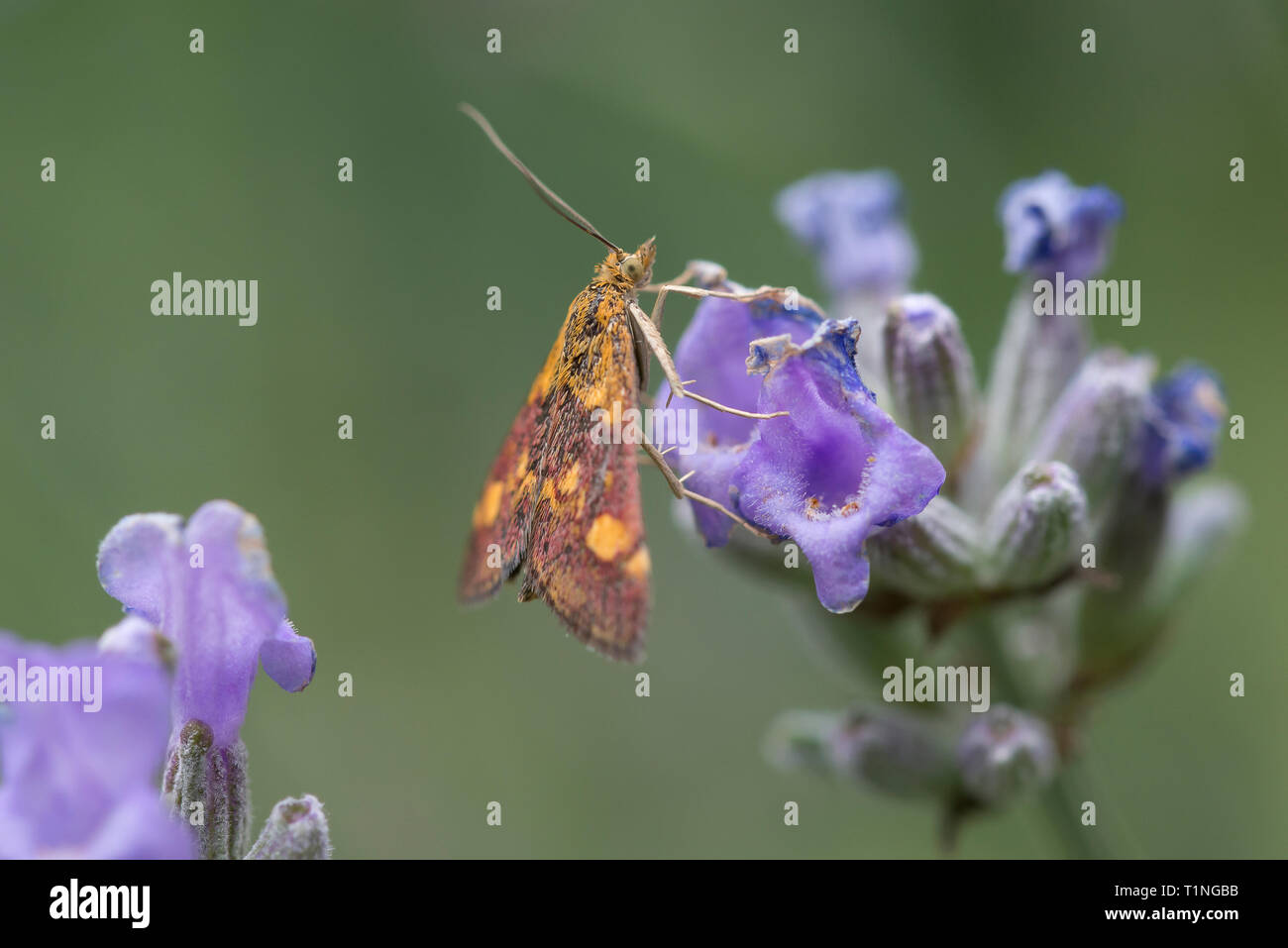 Moth on lavender hi-res stock photography and images - Alamy
