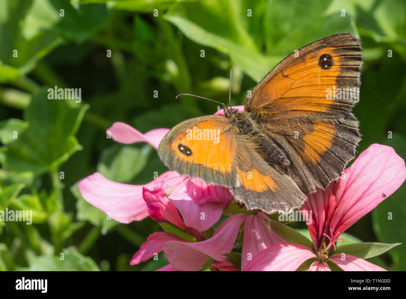 Gatekeeper butterfly pyronia tithonus perched on a leaf hi-res stock ...