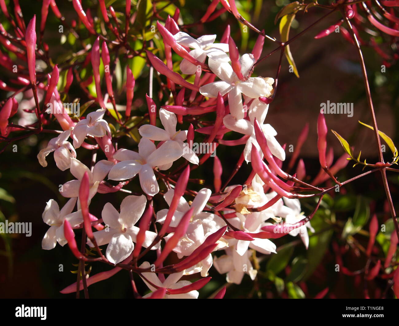 A beautiful cluster of jasmines Stock Photo - Alamy