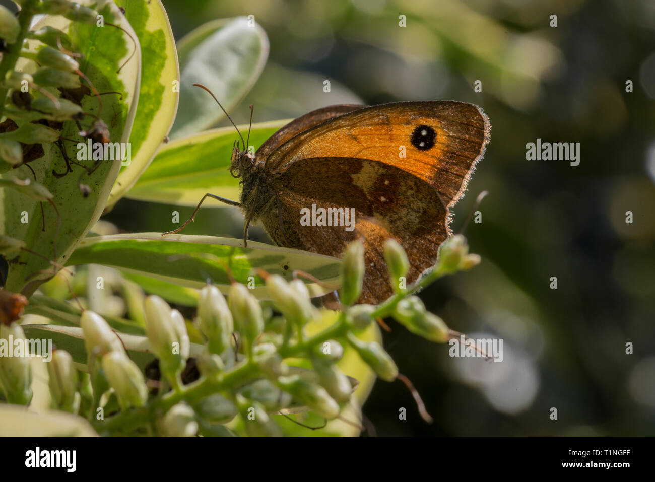 Gatekeeper on flower hi-res stock photography and images - Alamy