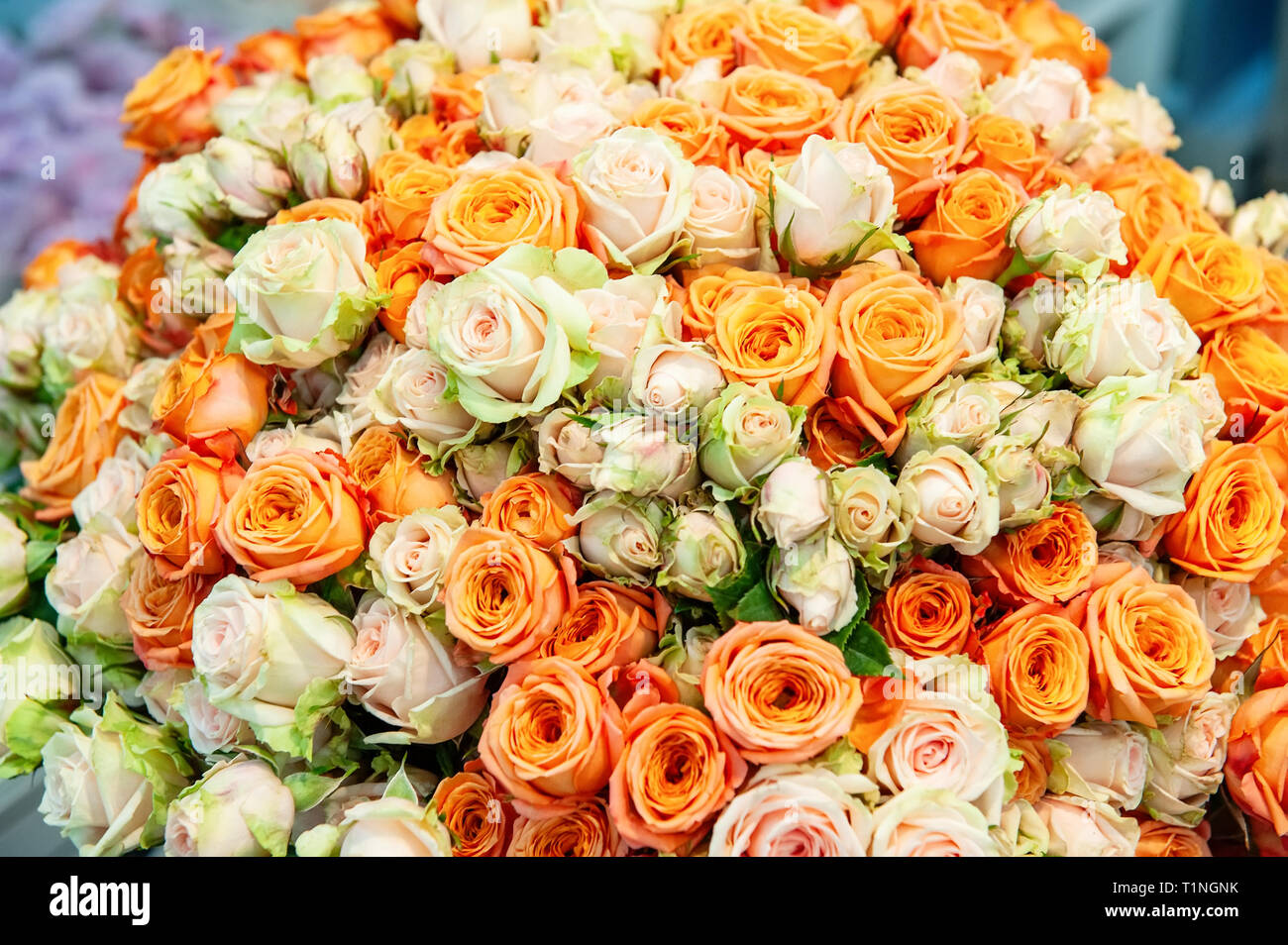 Exotic Roses of pink modern elite varieties in the bouquet as a gift ...