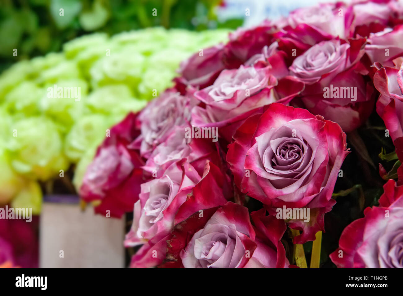Exotic Roses of pink modern elite varieties in the bouquet as a gift ...