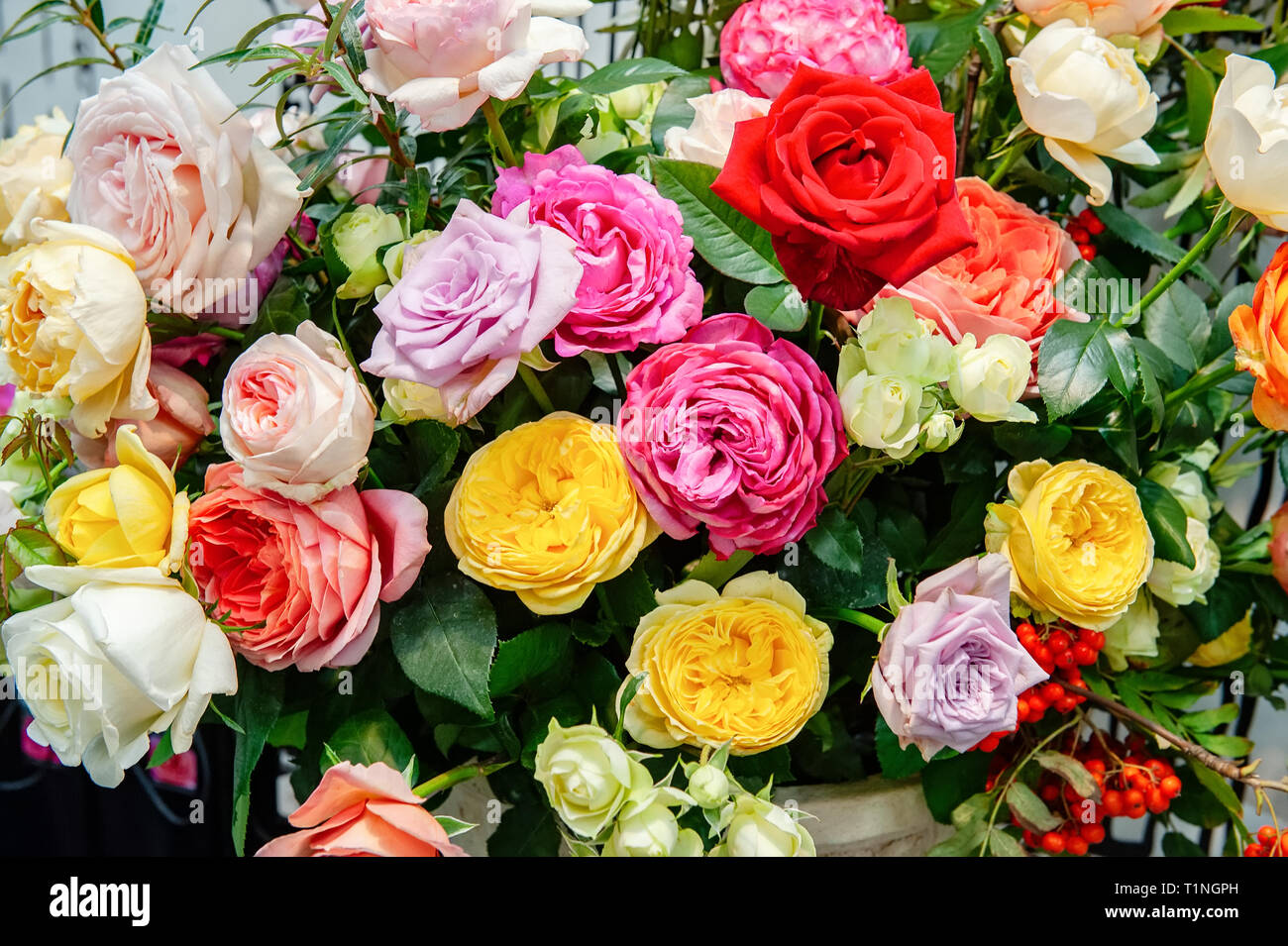 Exotic Roses of pink modern elite varieties in the bouquet as a gift ...