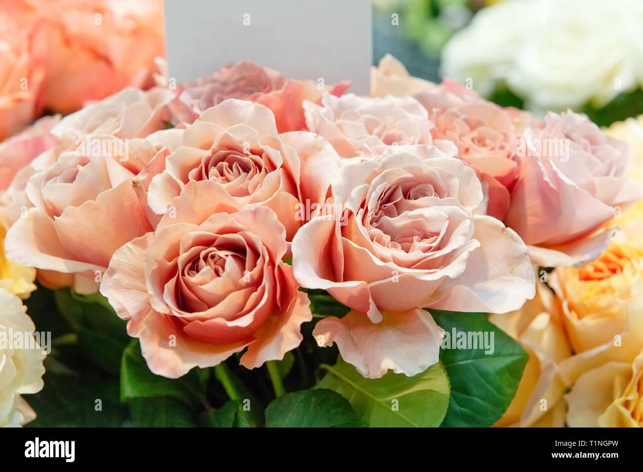 Exotic Roses of pink modern elite varieties in the bouquet as a gift ...