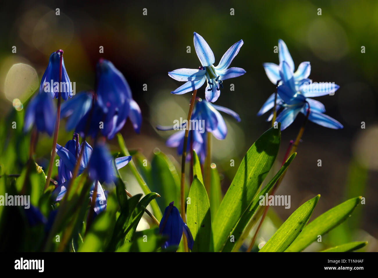 Cluster of blue flowers hi-res stock photography and images - Alamy