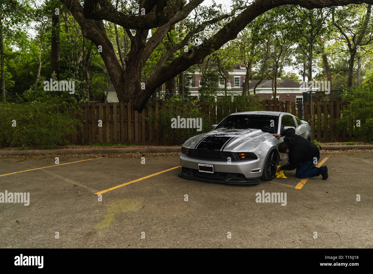 Man cleaning a silver American muscle car under oak trees Stock Photo ...