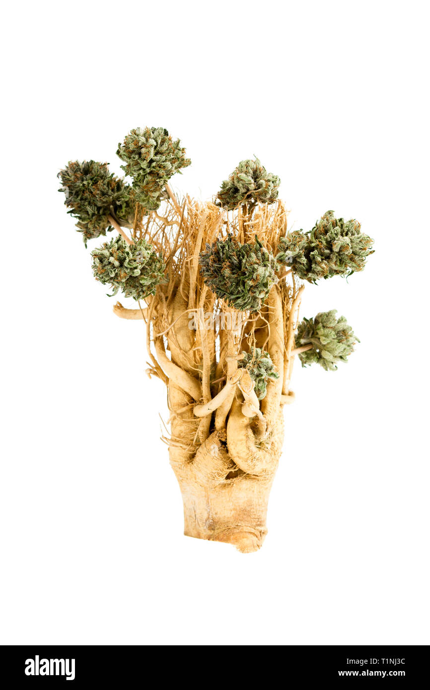 section of cannabis root with buds coming out of it as a full circle ...