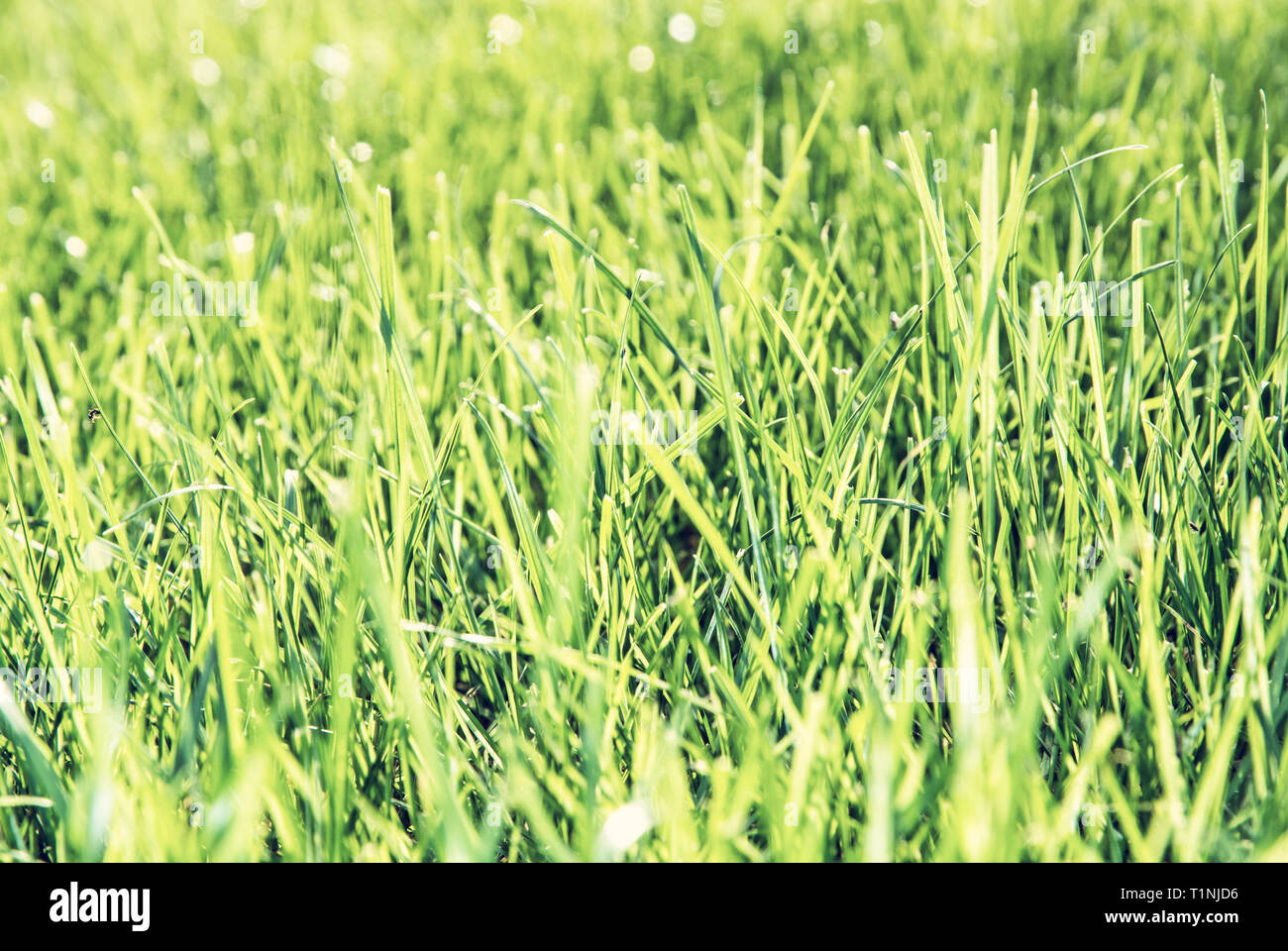 Green grass background. Vibrant colors. Seasonal natural scene. Beauty ...