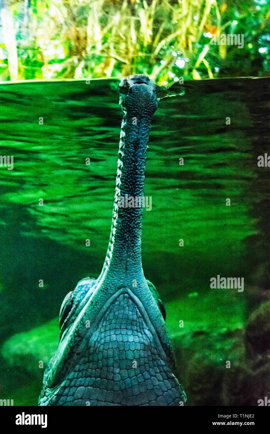 Gharial - Gavialis gangeticus. Detail photo in water. Animal scene ...