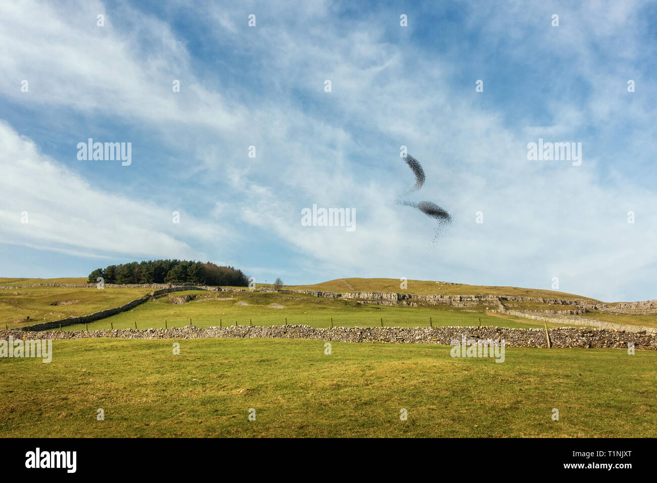 Malham wildlife hi-res stock photography and images - Alamy