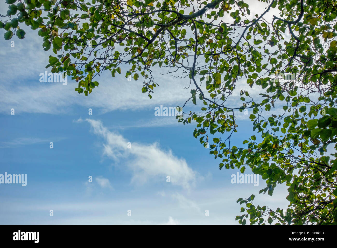 Sky and leaves hi-res stock photography and images - Alamy