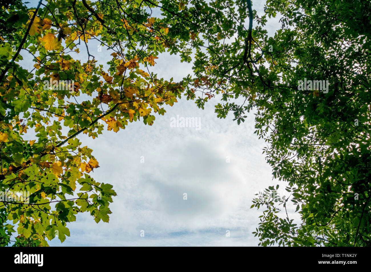 Canopy sky hi-res stock photography and images - Alamy