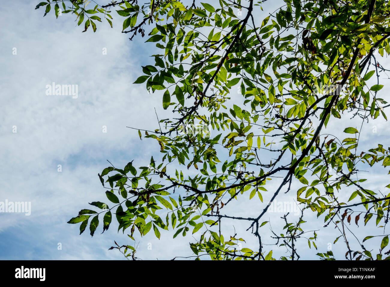 Ash tree leaves branch hi-res stock photography and images - Alamy