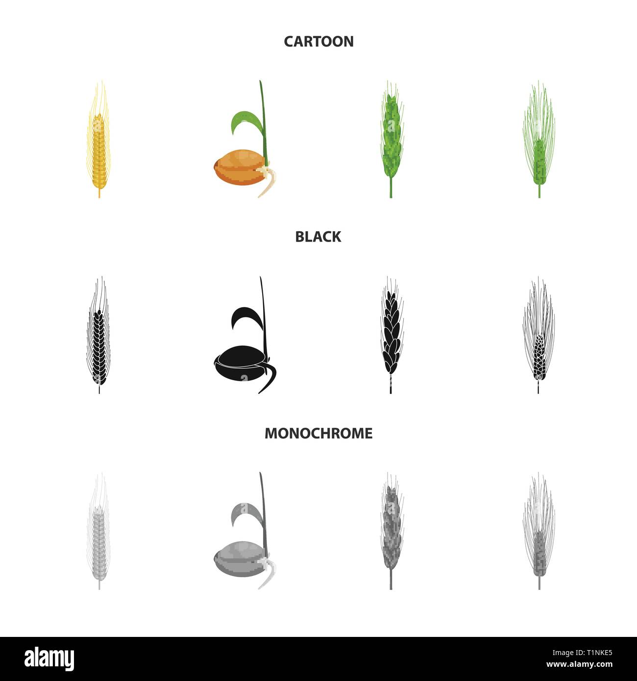 Evolution Of Wheat Crop