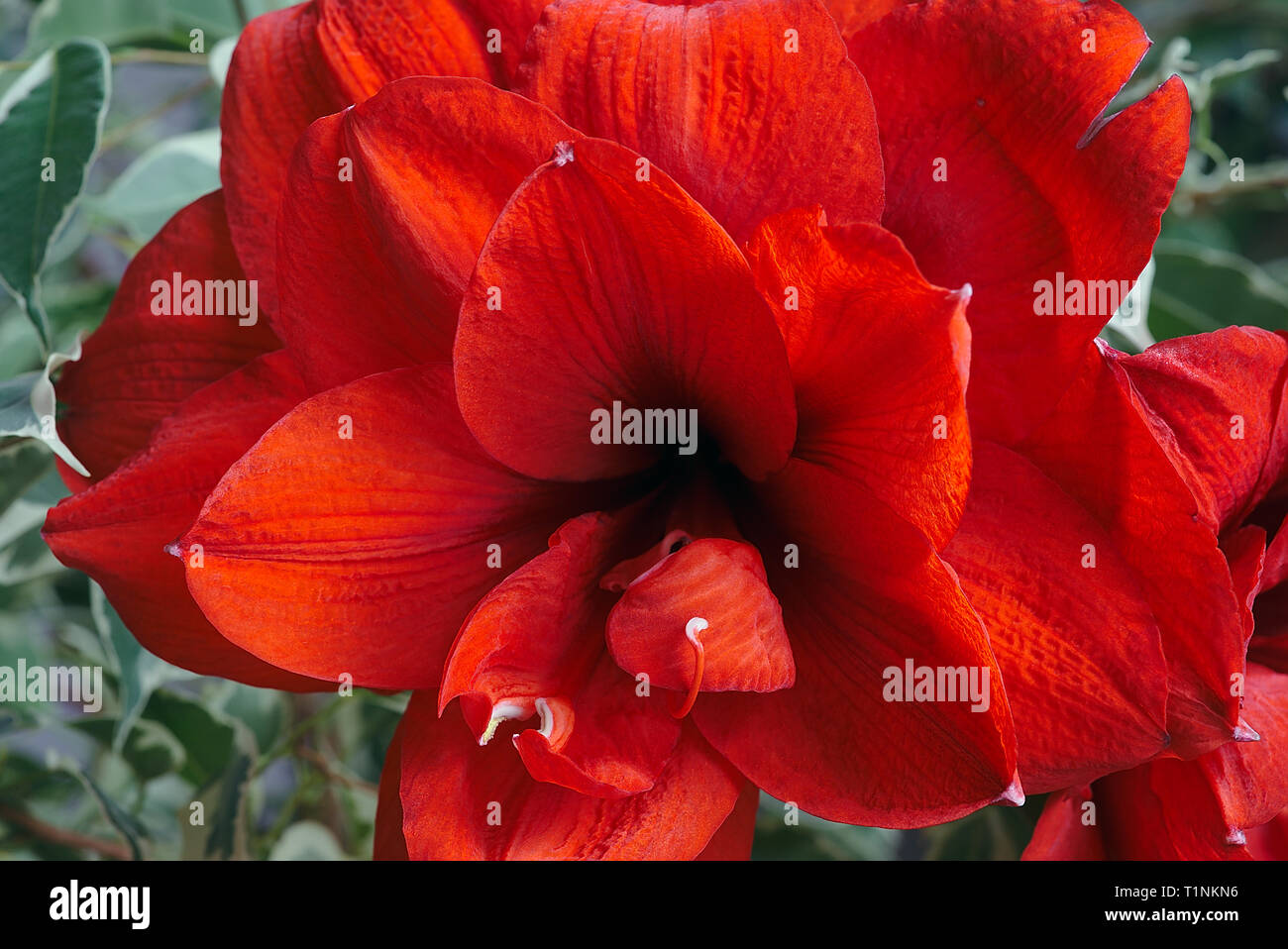 Red amaryllis flower hi-res stock photography and images - Alamy