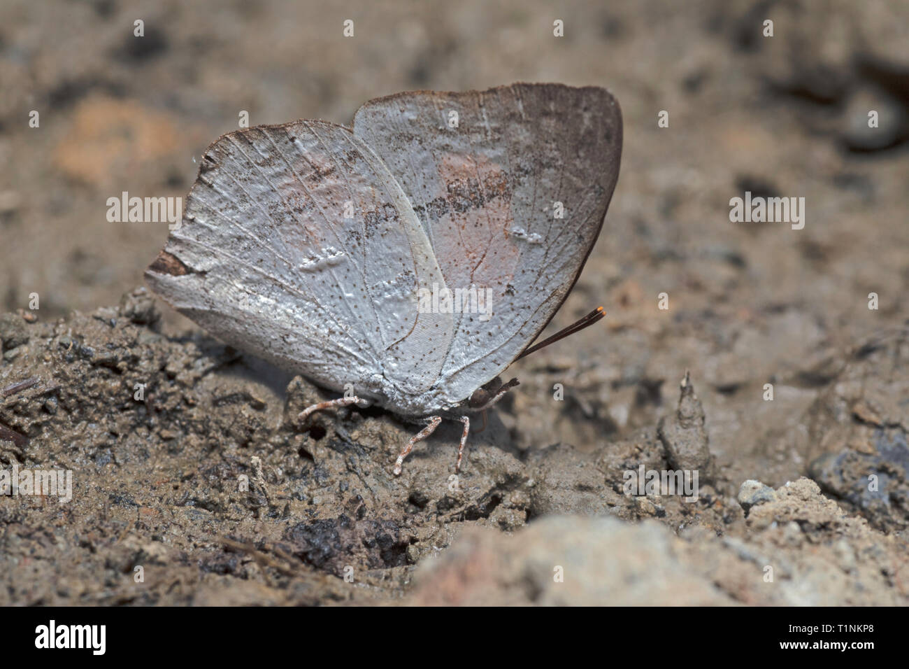Angled sunbeam hi-res stock photography and images - Alamy