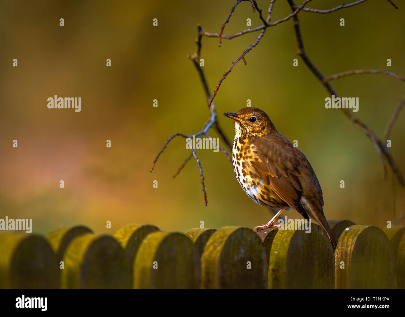 Spring Song Thrush Stock Photo - Alamy